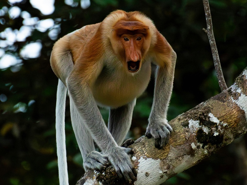 The Complete List of Anthropology Topics - 33Science