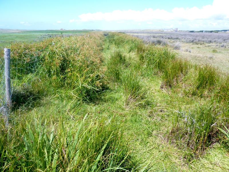 Types Of Ecological Succession: The Complete List - 33Science