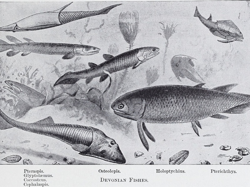 Jawless Fish: The Complete List - 33Science