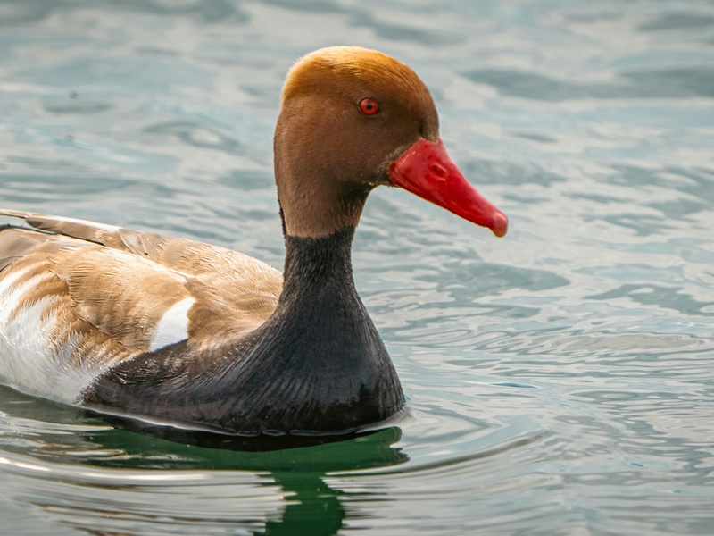 The Complete List of Birds of Egypt - 33Science