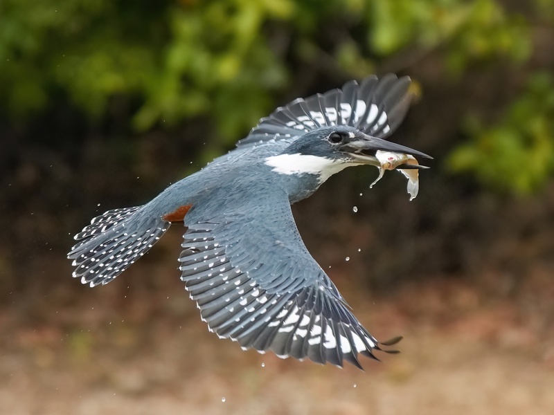 Birds Of Belize: The Complete List - 33Science