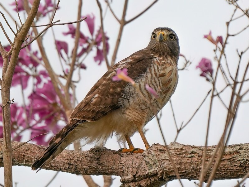 Birds Of Belize: The Complete List - 33Science