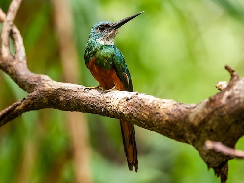 Birds Of Belize: The Complete List - 33Science