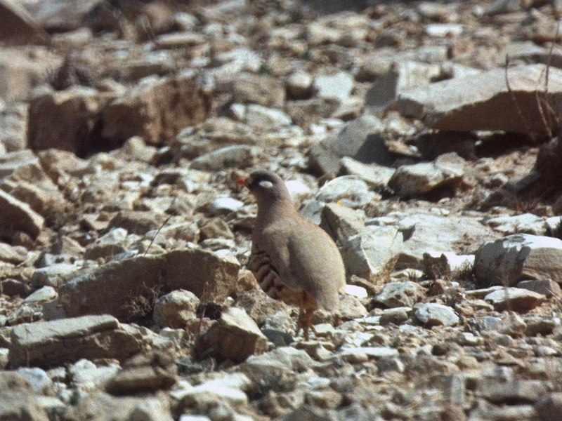 The Complete List of Birds of Egypt - 33Science