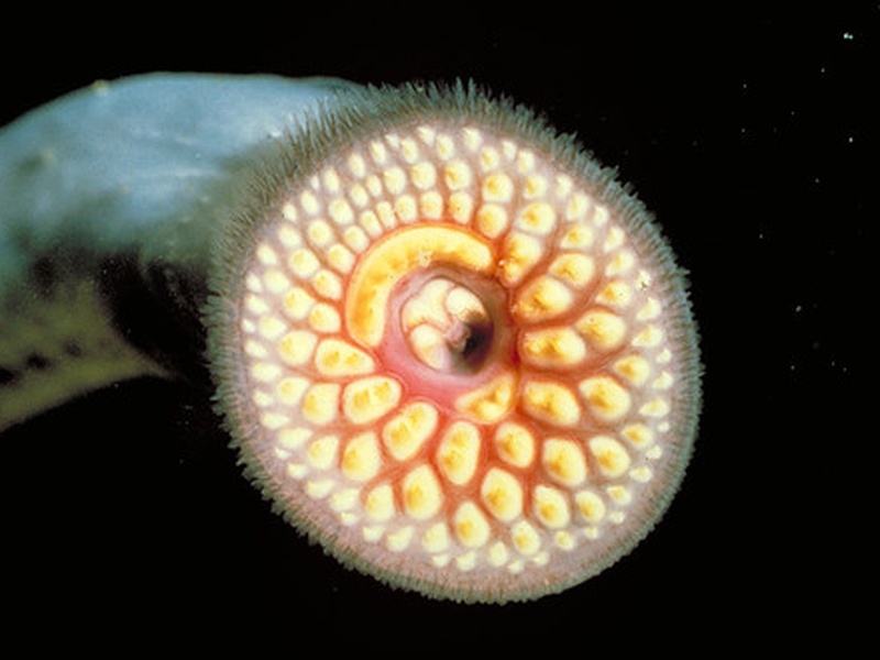 Jawless Fish: The Complete List - 33Science