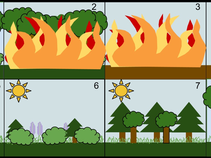 Types Of Ecological Succession: The Complete List - 33Science