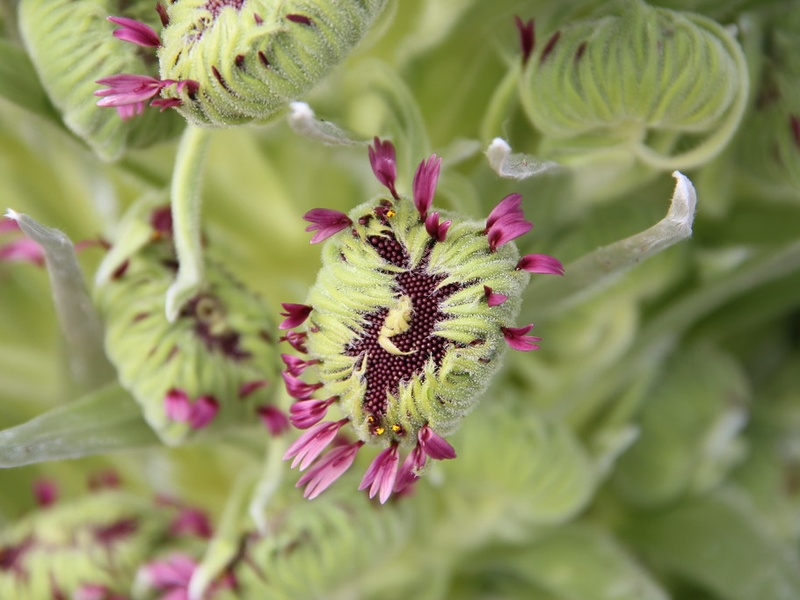 Endemic Plants of Hawaii: The Complete List - 33Science