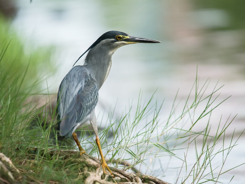 The Complete List of Birds of Egypt - 33Science