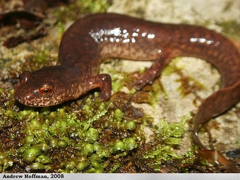 List of Endemic Species of West Virginia - 33Science