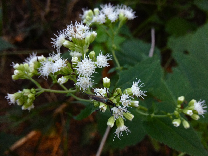 List of Poisonous Plants - 33Science