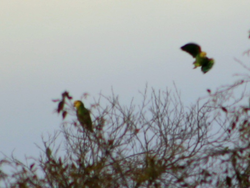 Birds Of Belize: The Complete List - 33Science