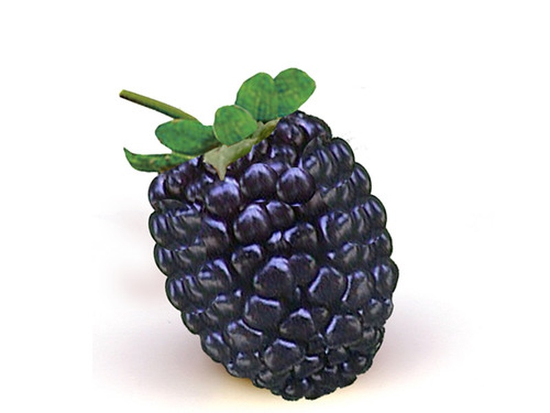 List of Edible Plants - 33Science