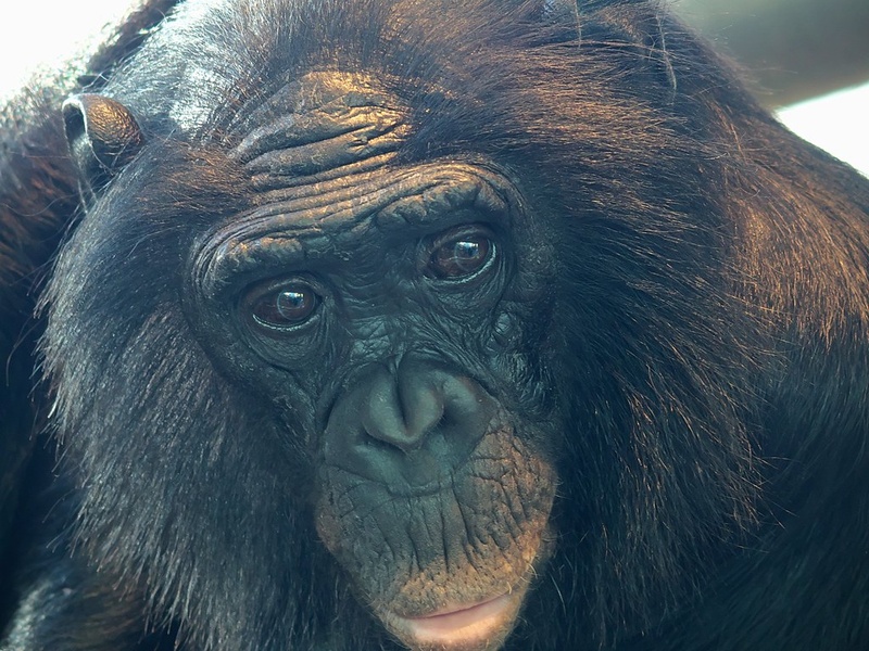 Examples of Primates - 33Science