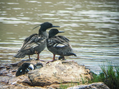 List of Endemic Species Of Brazil - 33Science