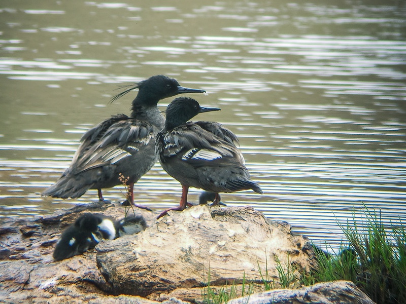 List of Endemic Species Of Brazil - 33Science