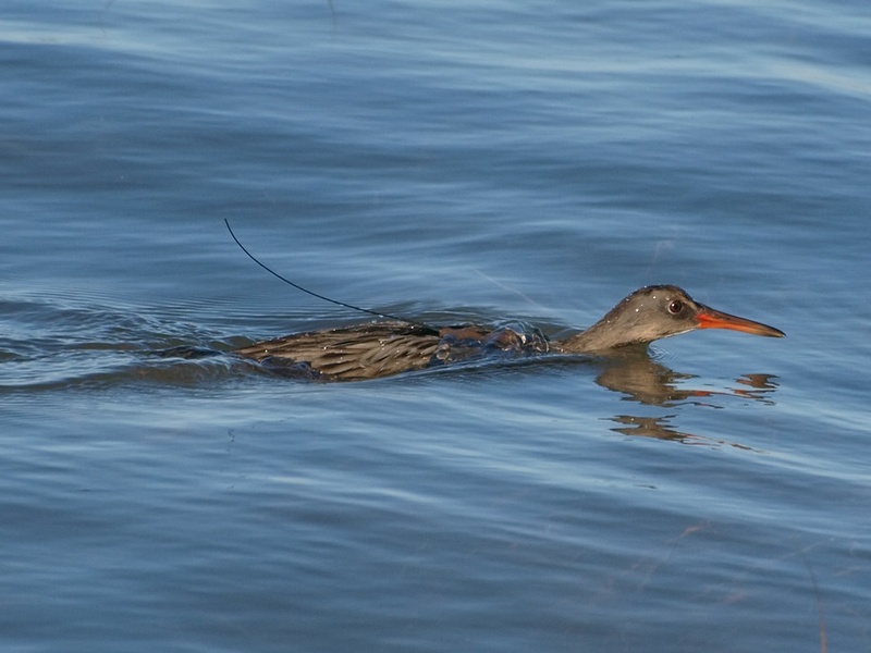 Birds of South Carolina: The Complete List - 33Science