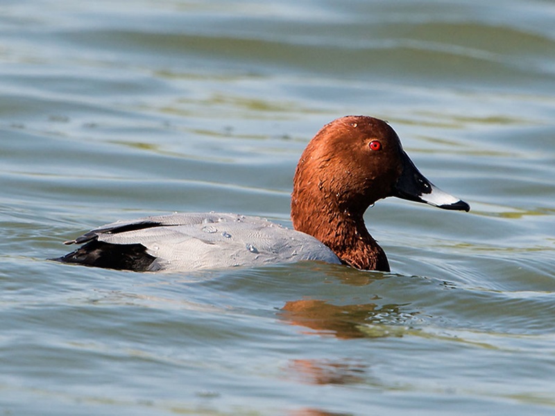 Birds of Poland: The Complete List - 33Science
