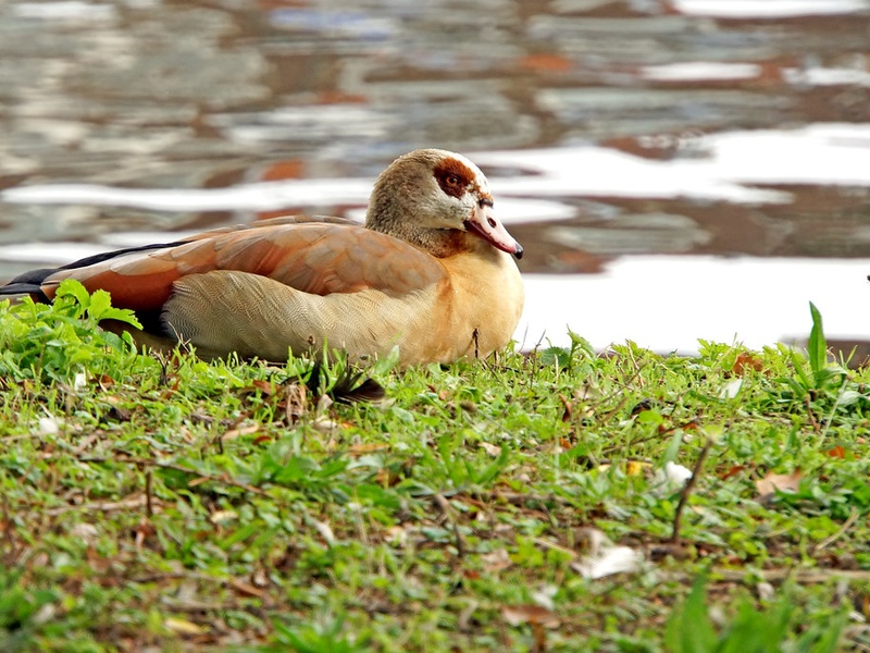 The Complete List of Birds of Zimbabwe - 33Science