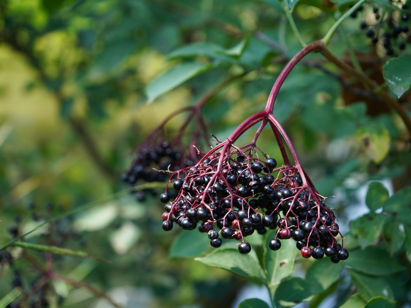 List of Edible Plants - 33Science