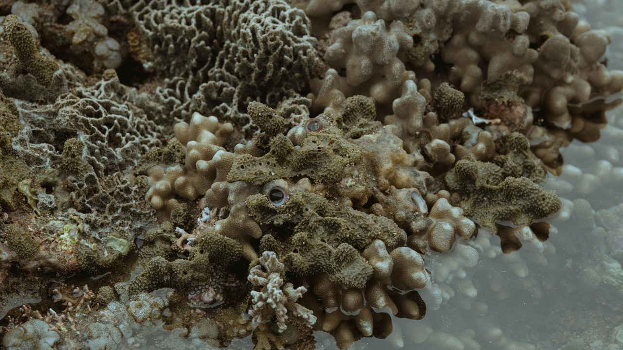 10 Benefits of Marine Biology (and why it is important to you) - 33Science