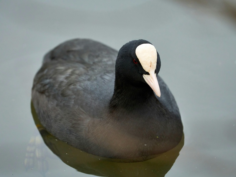 Birds of Poland: The Complete List - 33Science