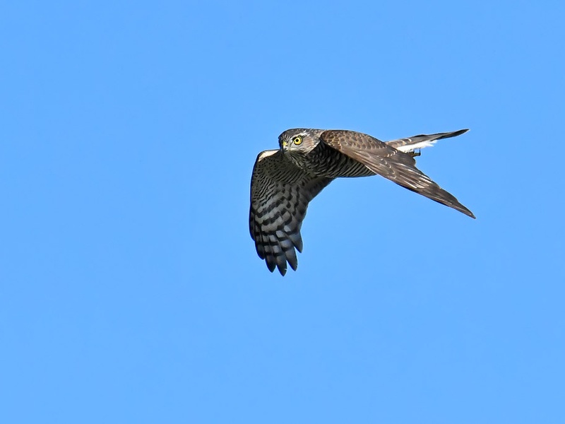 Birds of Poland: The Complete List - 33Science