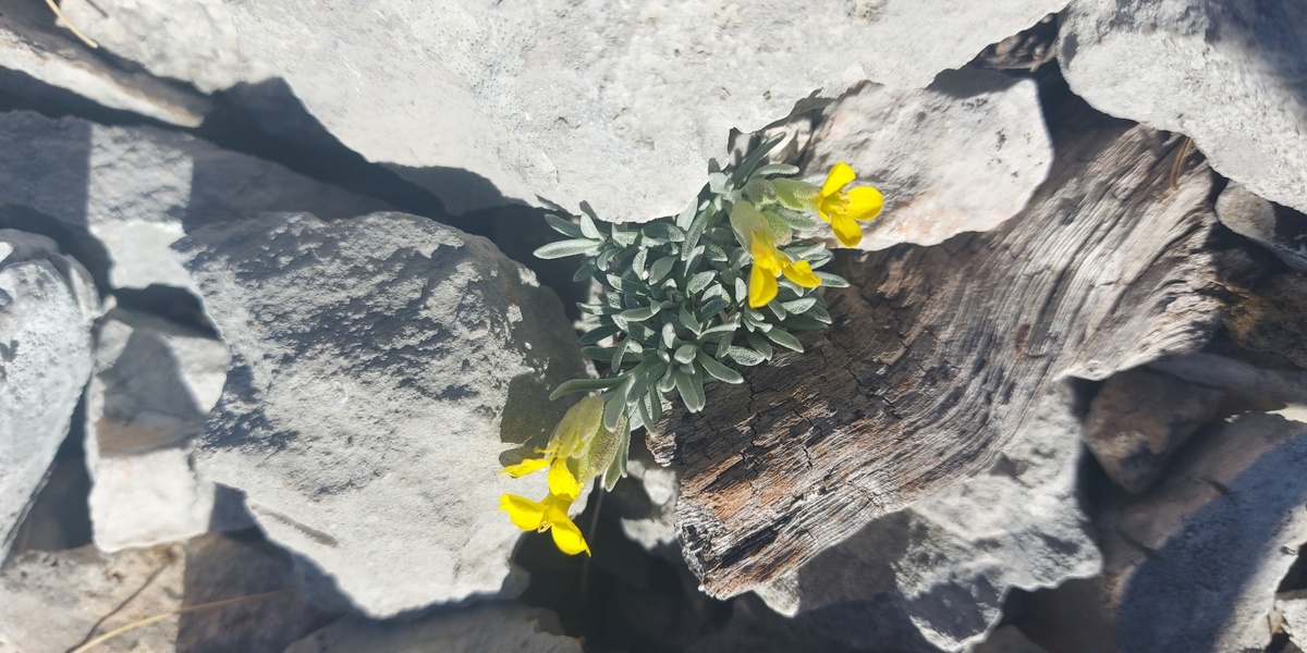 The Complete List of Endemic Plants of Croatia - 33Science