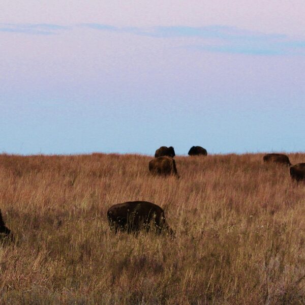 The Complete List of Endemic Species of New Mexico - 33Science