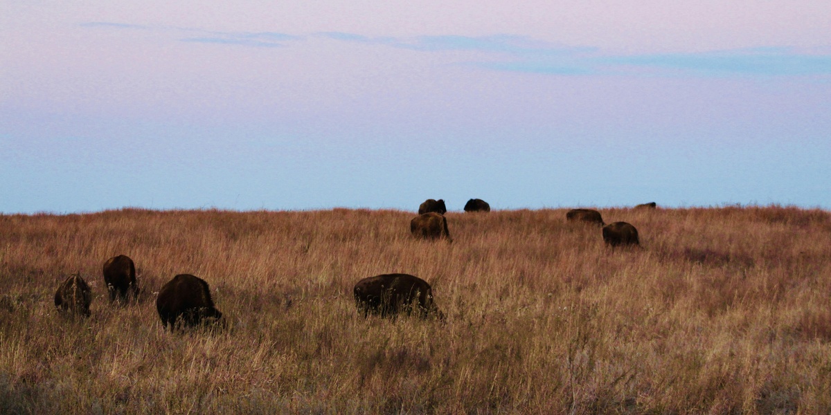 Grassland Biomes: The Complete List - 33Science