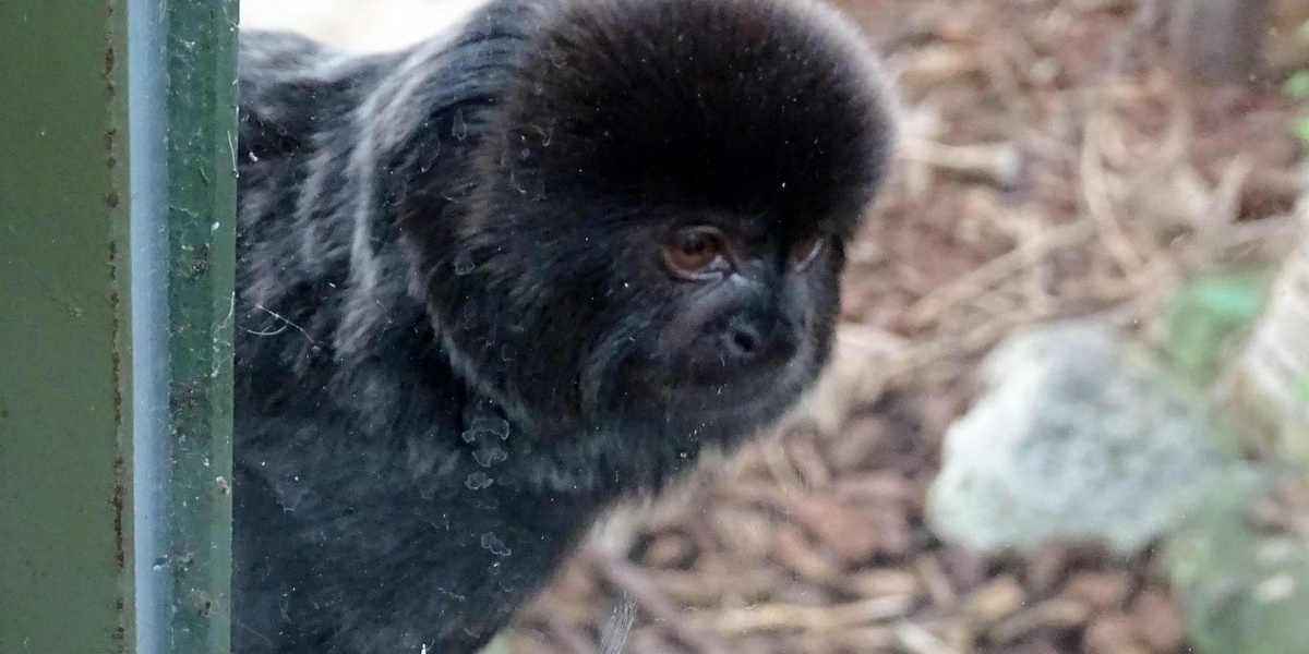 List of Endemic Species Of Brazil - 33Science