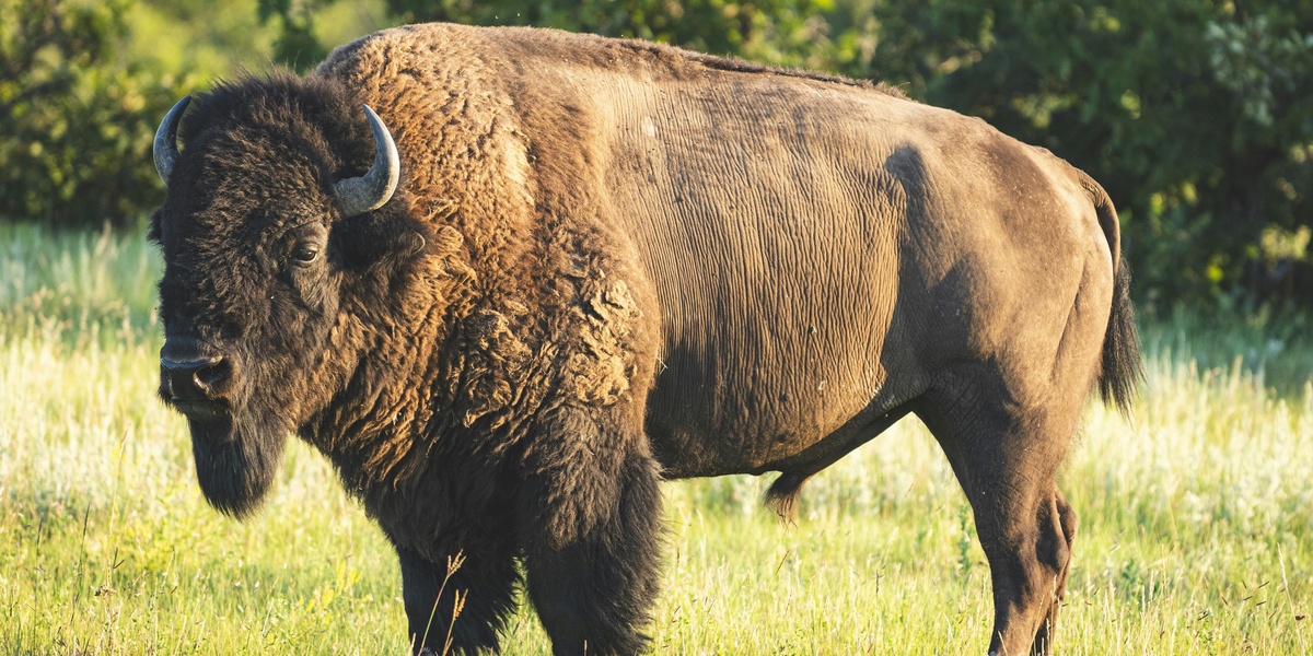 Endemic Species of North America: The Complete List - 33Science