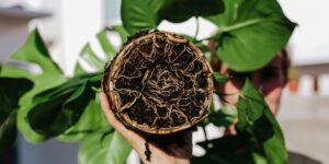10 Differences Between Roots and Stems - 33Science