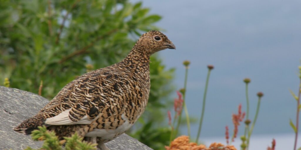 Birds of Yukon: The Complete List - 33Science