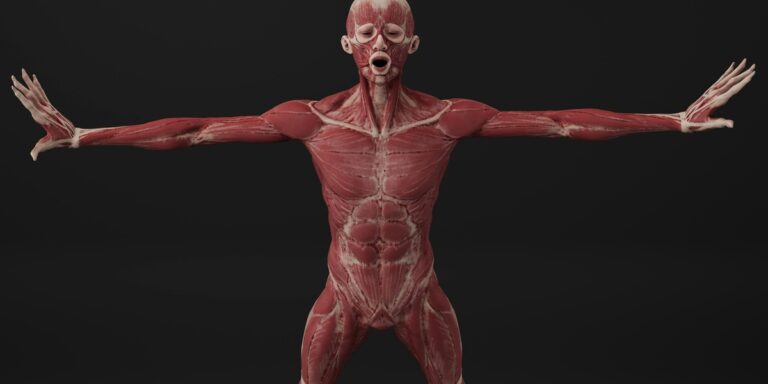 7 Interesting Facts About Muscles - 33Science