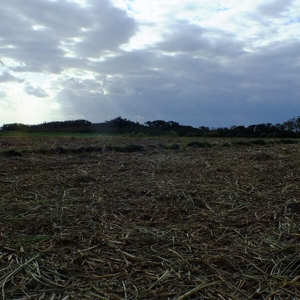 List of Endemic Plants of Saint Kitts and Nevis - 33Science