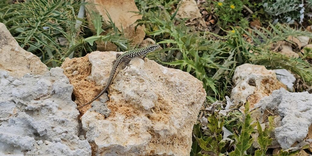 The Complete List of Endemic Species of Malta - 33Science