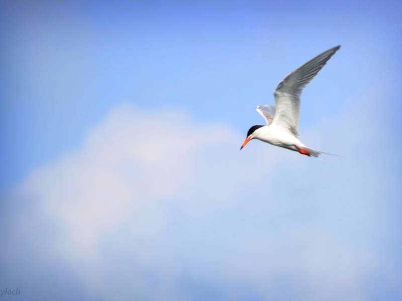 Birds of South Carolina: The Complete List - 33Science