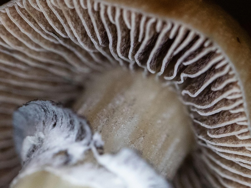 The Complete List of Examples of Organs - 33Science