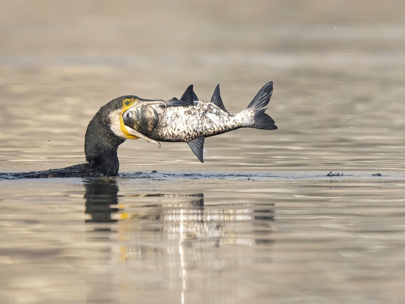 Birds of Poland: The Complete List - 33Science