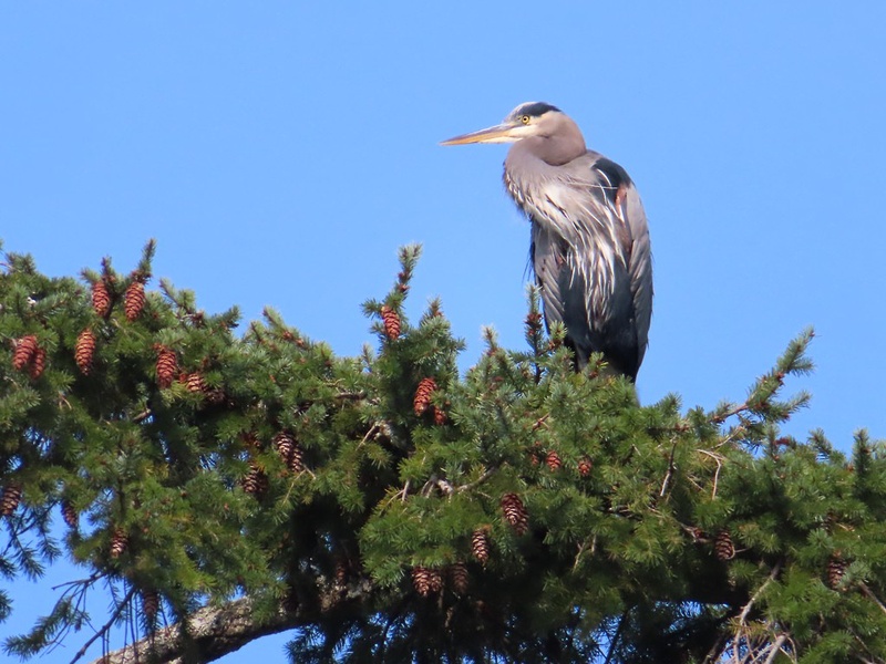 Birds of Poland: The Complete List - 33Science