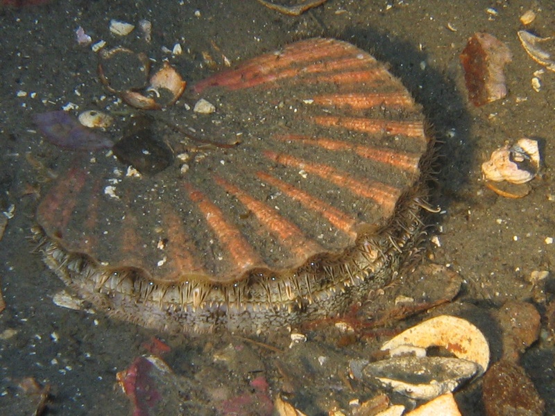 List of Natural Resources of Iceland - 33Science