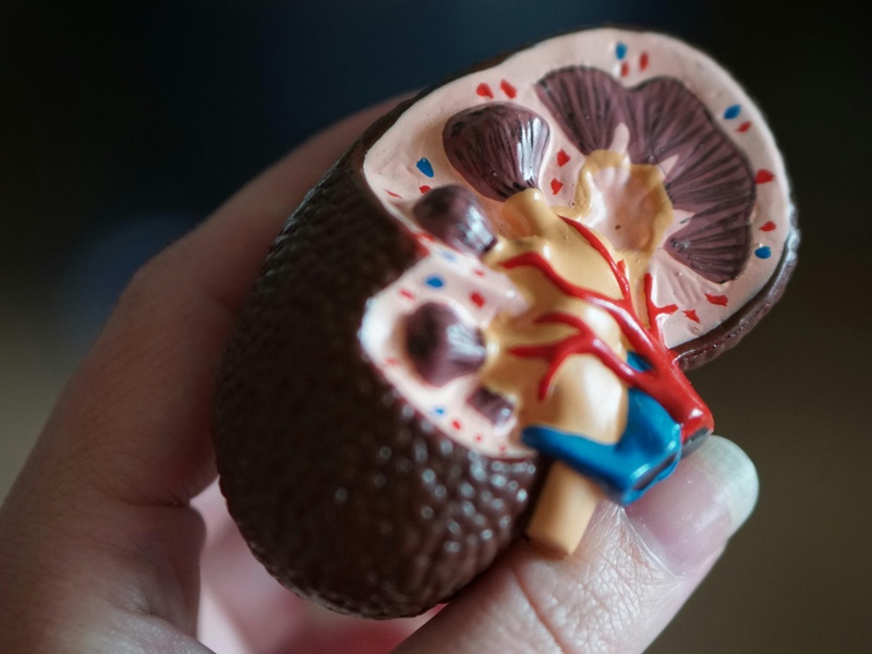 The Complete List of Examples of Organs - 33Science