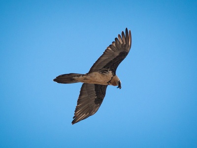 The Complete List of Birds of Kyrgyzstan - 33Science