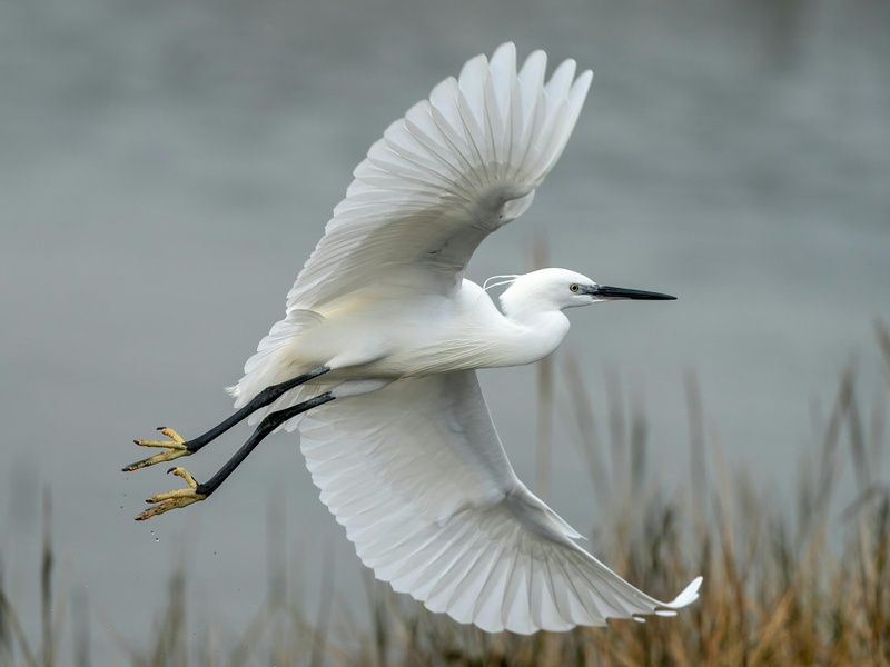 Birds of Poland: The Complete List - 33Science