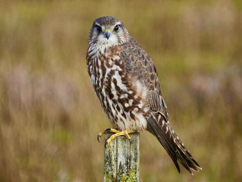 Birds of Poland: The Complete List - 33Science