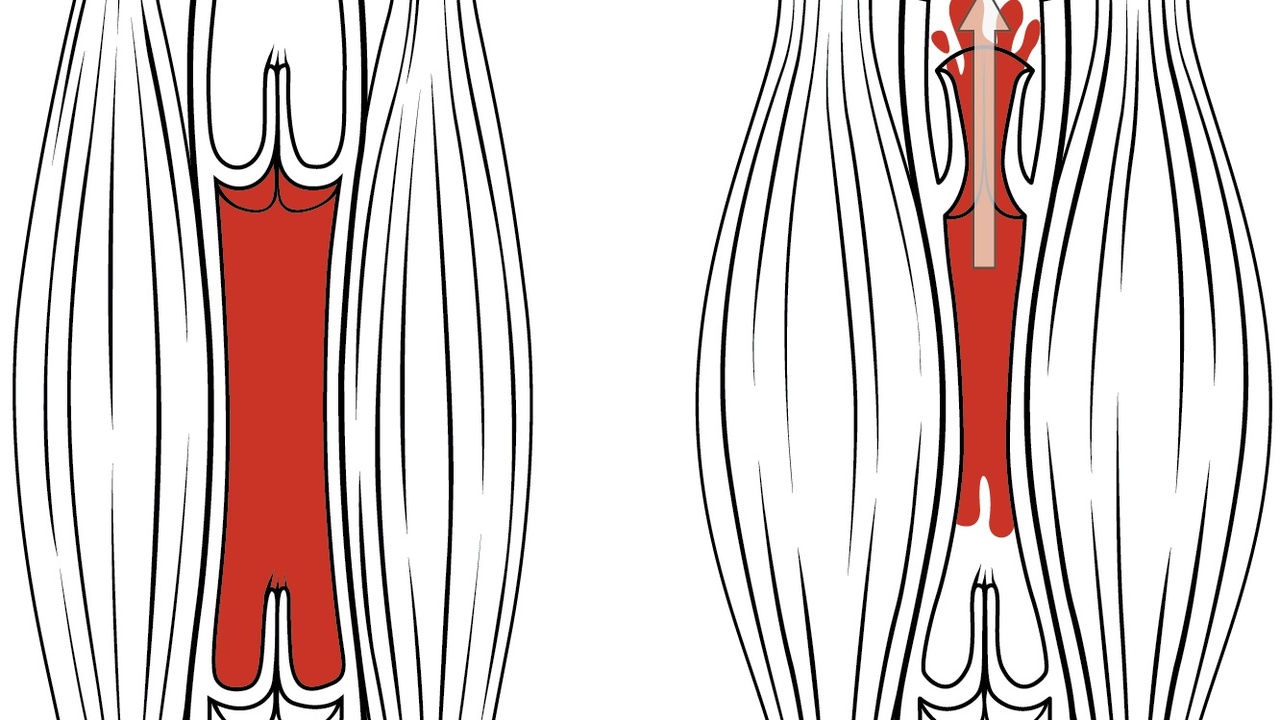 7 Interesting Facts About Muscles - 33Science