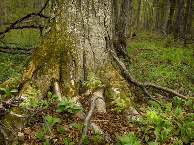 Natural Resources in New Hampshire: The Complete List - 33Science