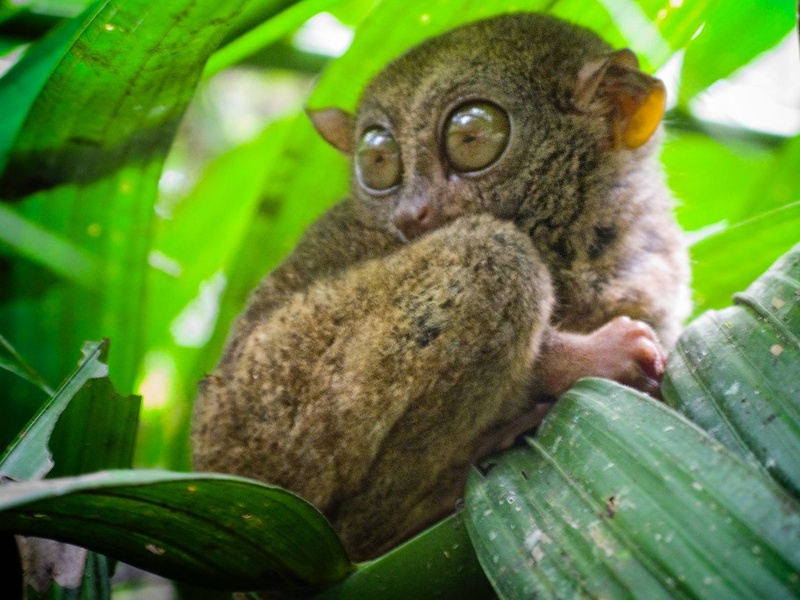 Examples of Primates - 33Science