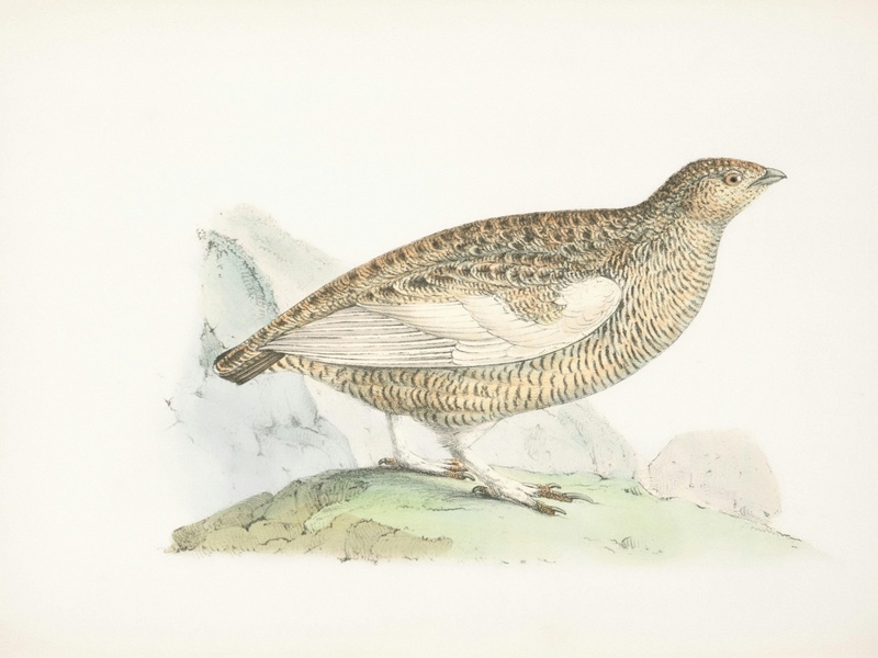 Birds of Poland: The Complete List - 33Science