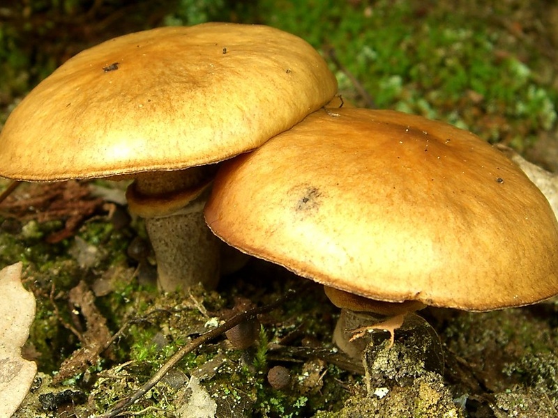 List of Mushrooms - 33Science